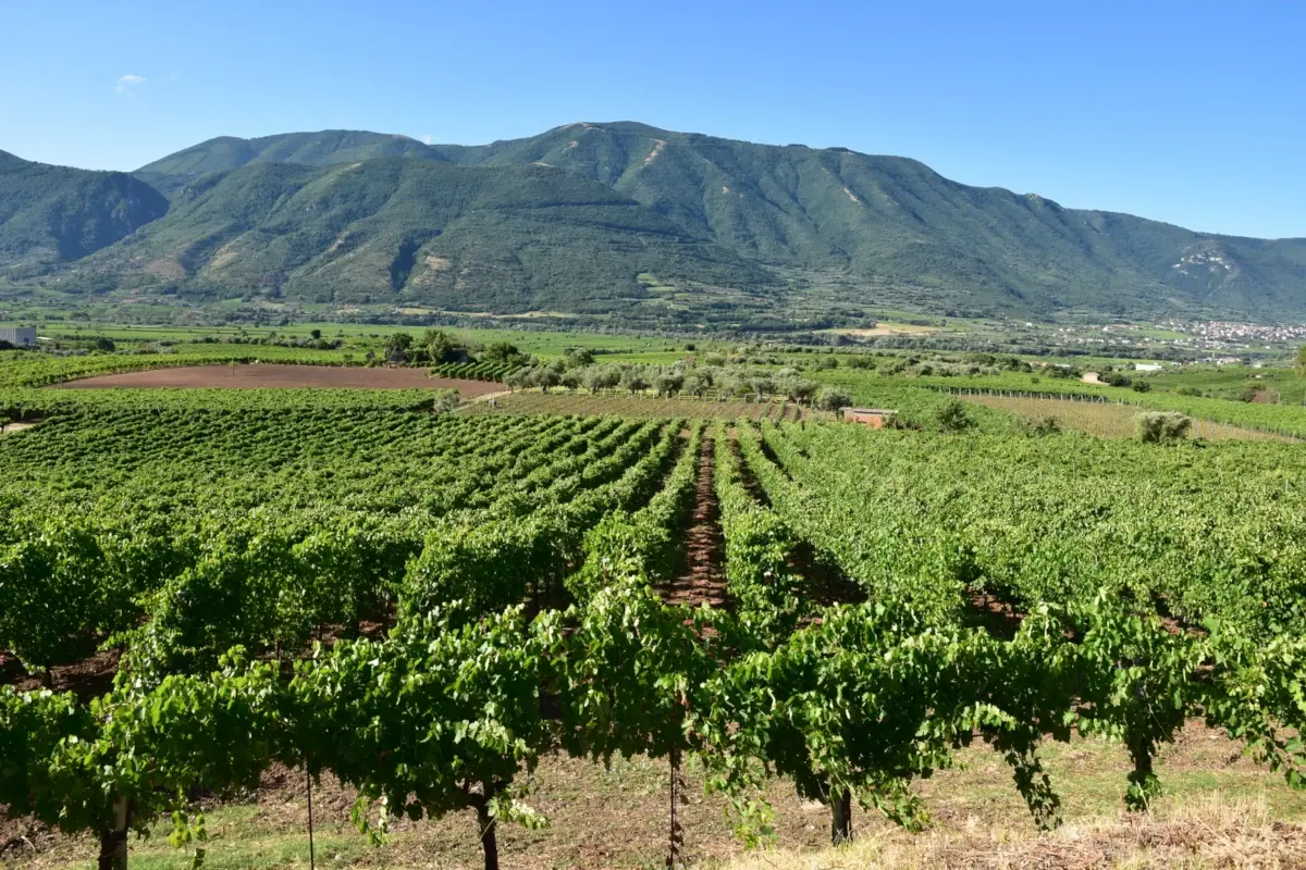 Armonia tra Vigneti e Cantine dell’Irpinia e del Sannio - Rural Hack